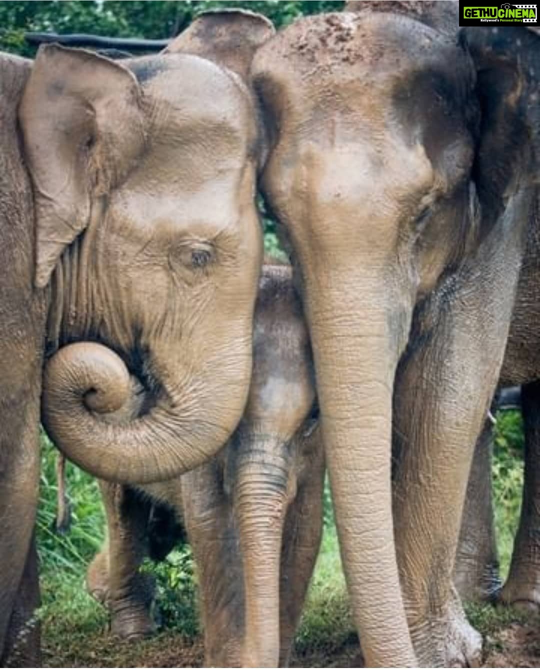 Amy Jackson Instagram – Repost from my @elephantfamily As the situation ...