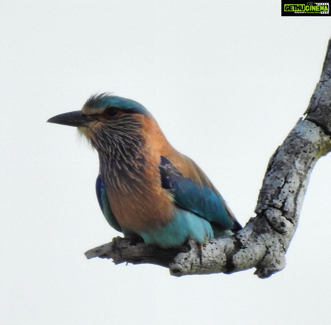 Dia Mirza Instagram – The Indian Roller. Also called the Neel Kant ...
