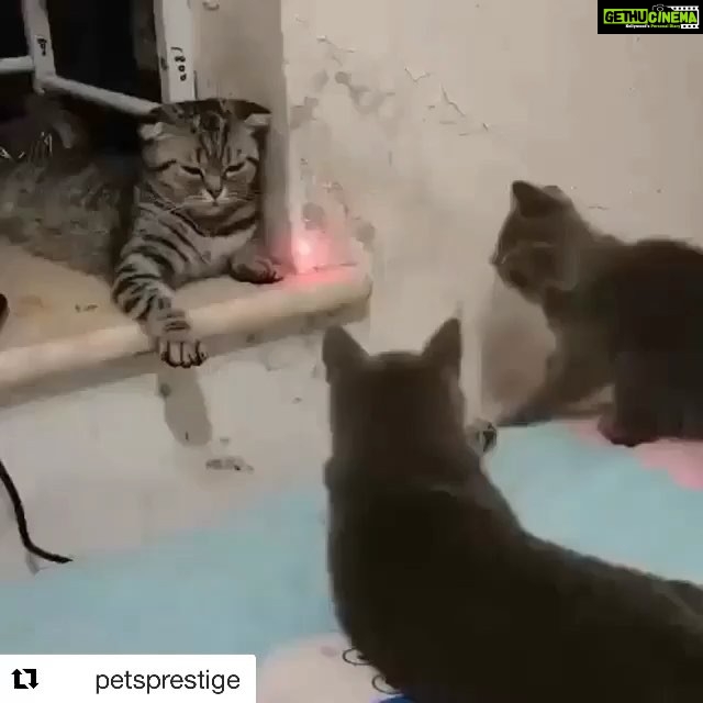 Samantha Instagram – Little cat “oh look it’s a bird , it’s a plane ...