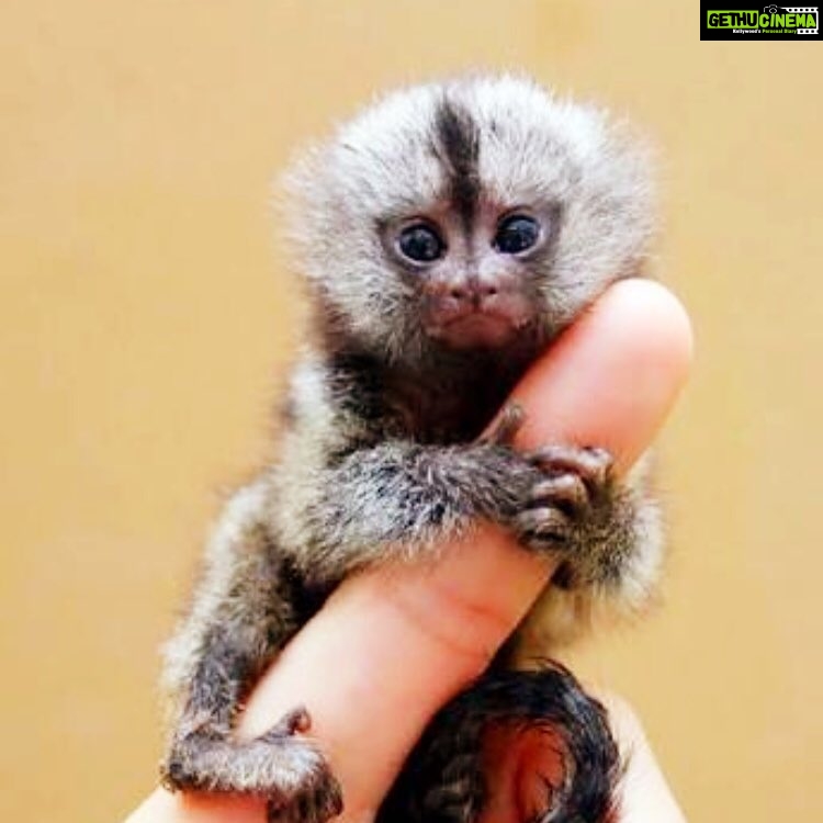 Vaani Kapoor Instagram – I want!! #pocket-monkey Soo damn cute🙈😍🐒 | Gethu Cinema