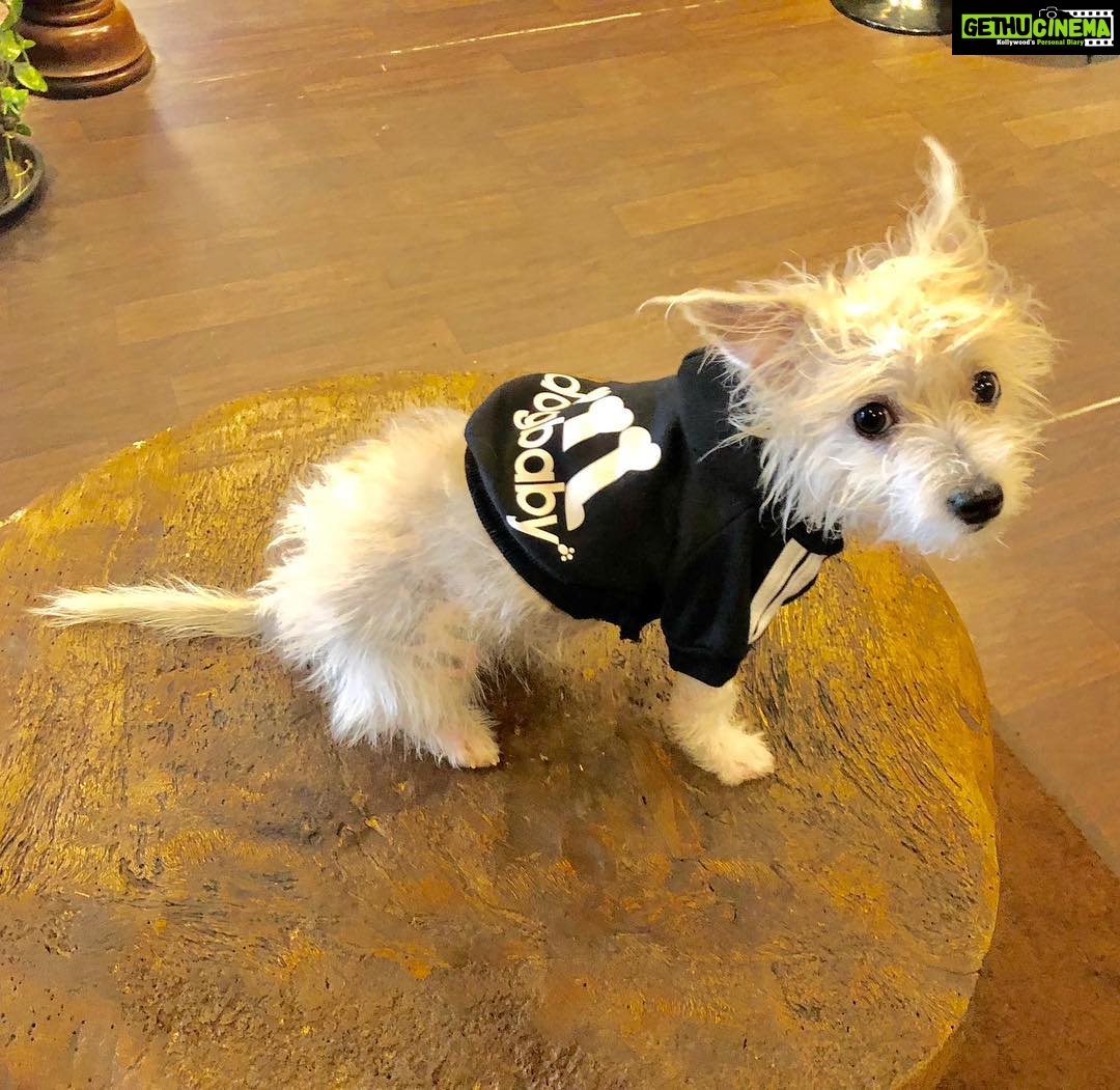 Charmy Kaur Instagram – #Item ‘s guilty face when he has messed up him ...