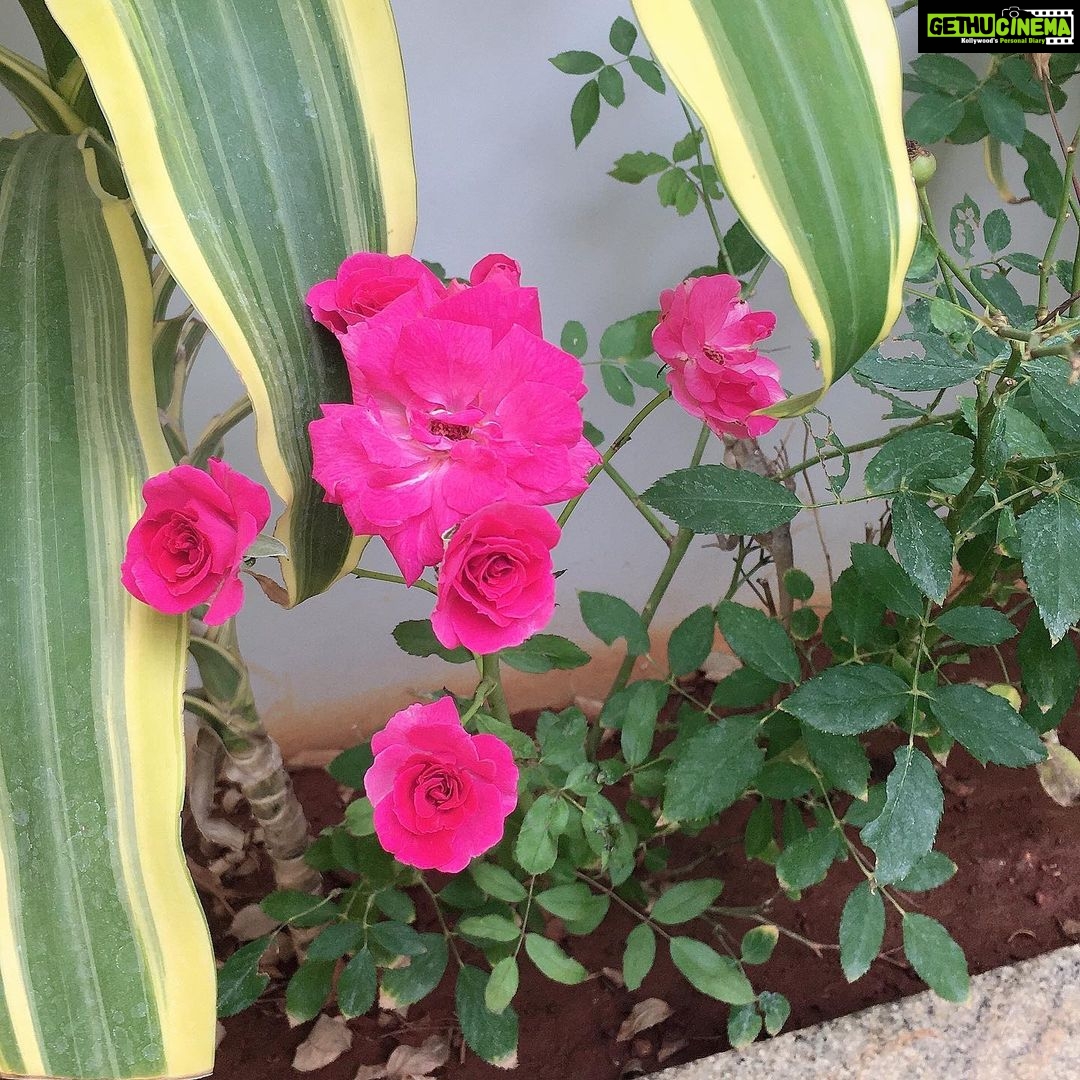 Ishika Singh Instagram – Roses 🌹 bloom in my garden … #rosesinmygarden #roses #flowerlover # ...