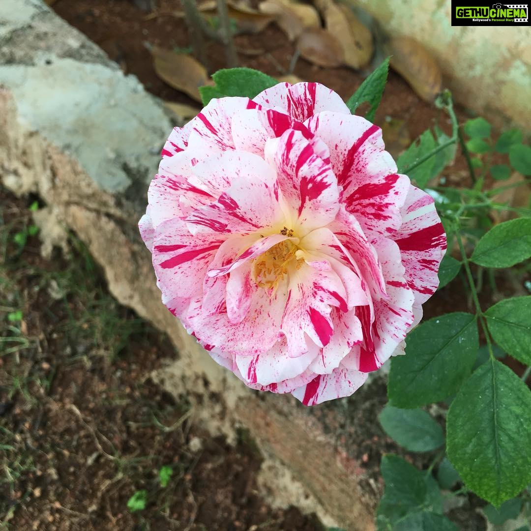 Ishika Singh Instagram – Morning everyone …this beautiful nature’s gift ...