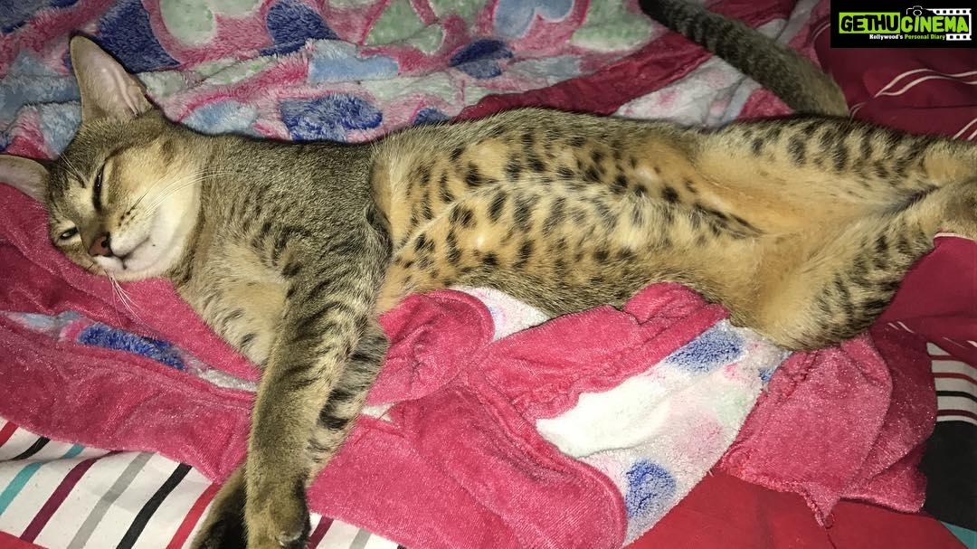 Sneha Ullal Instagram – Bonet shows us how to cut back give a hoot and ...