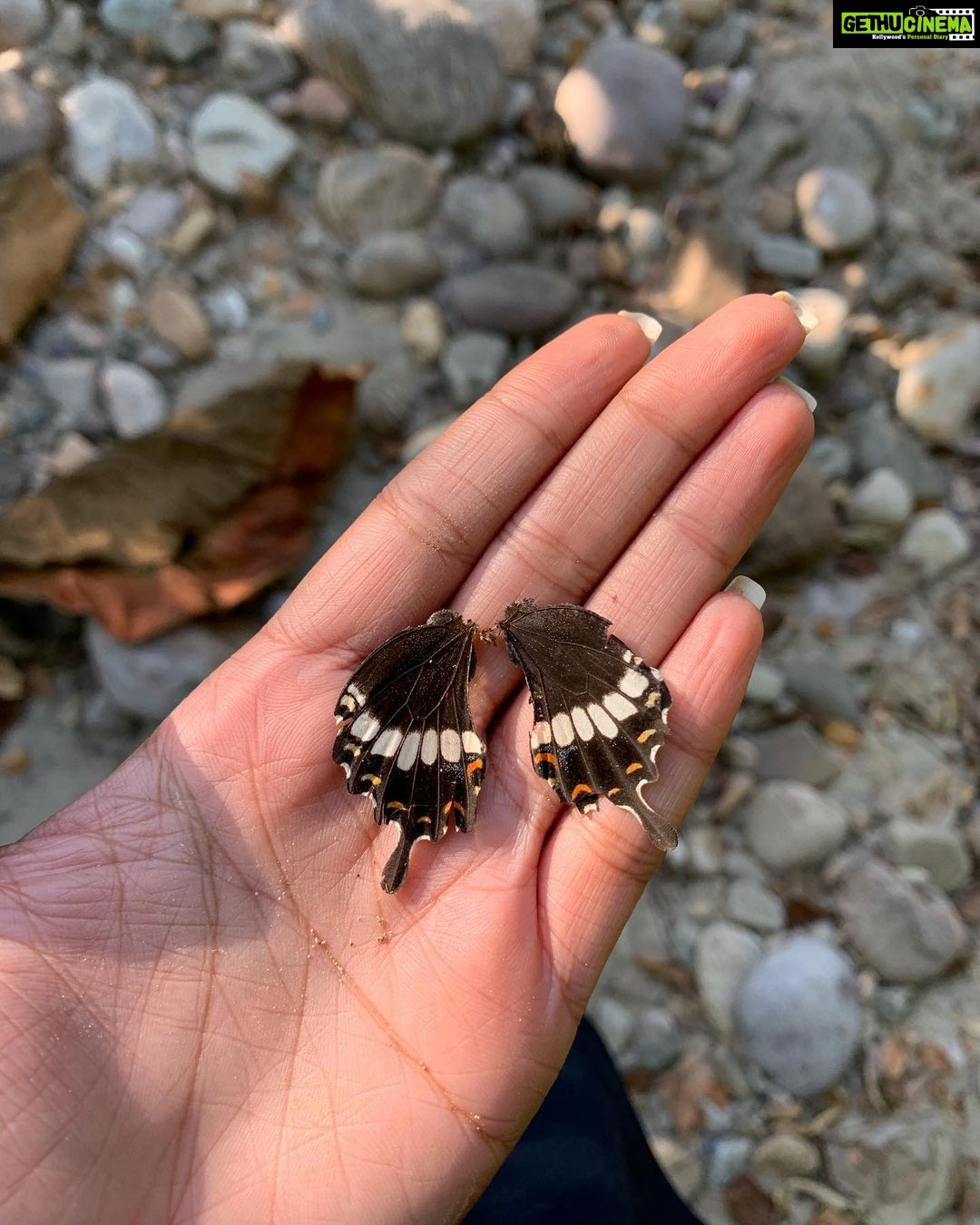 Malavika Mohanan Instagram – I have always had Lepidopterophobia..which ...