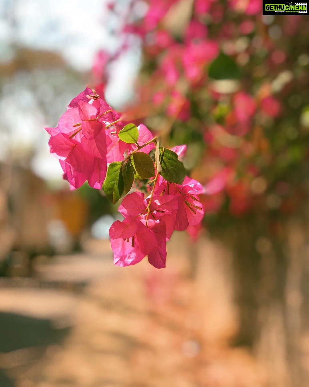 Sanya Malhotra Instagram – Obsession | Gethu Cinema