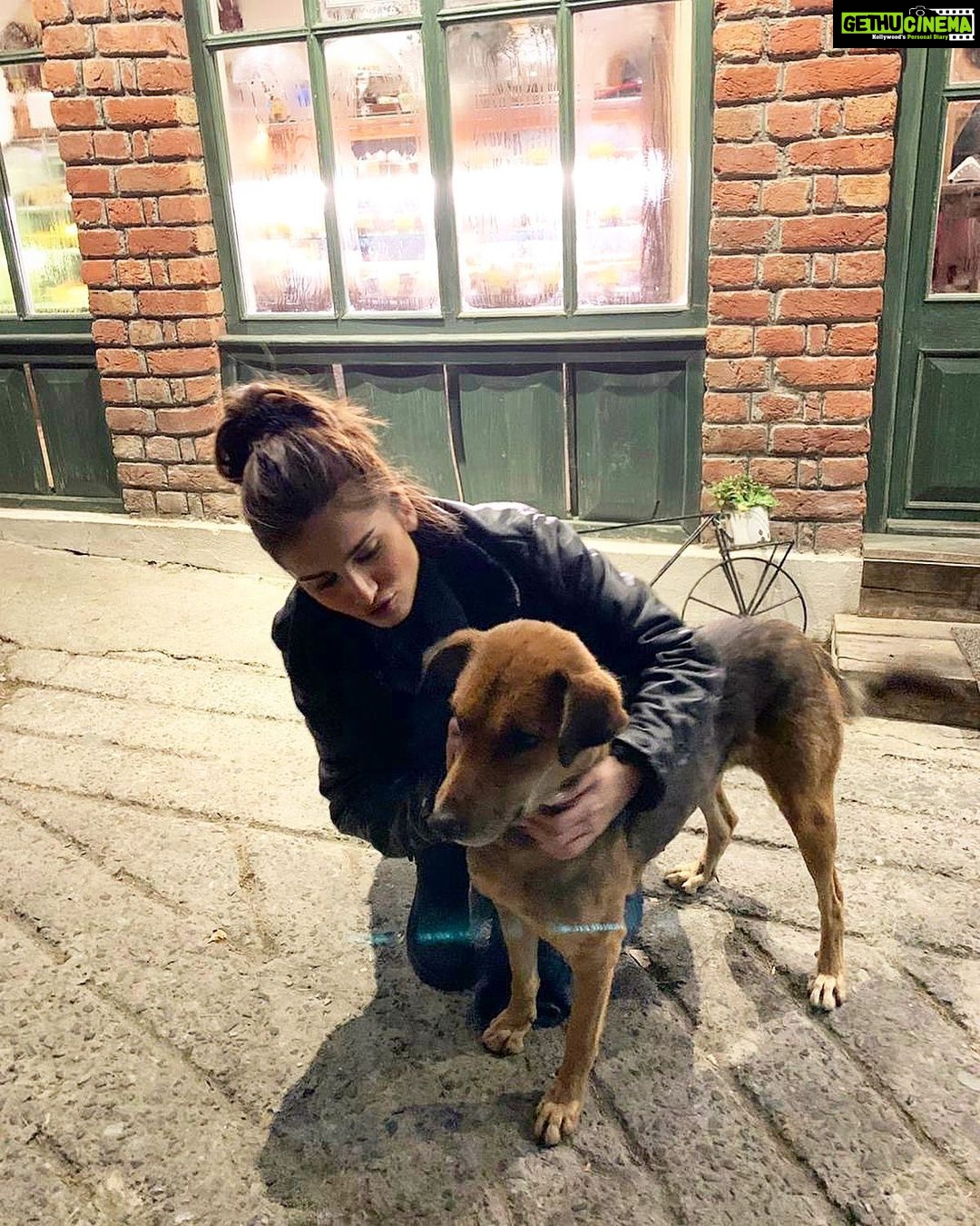 Tara Sutaria Instagram - Everyone, meet Mr. Fluffles - a pup of many ...