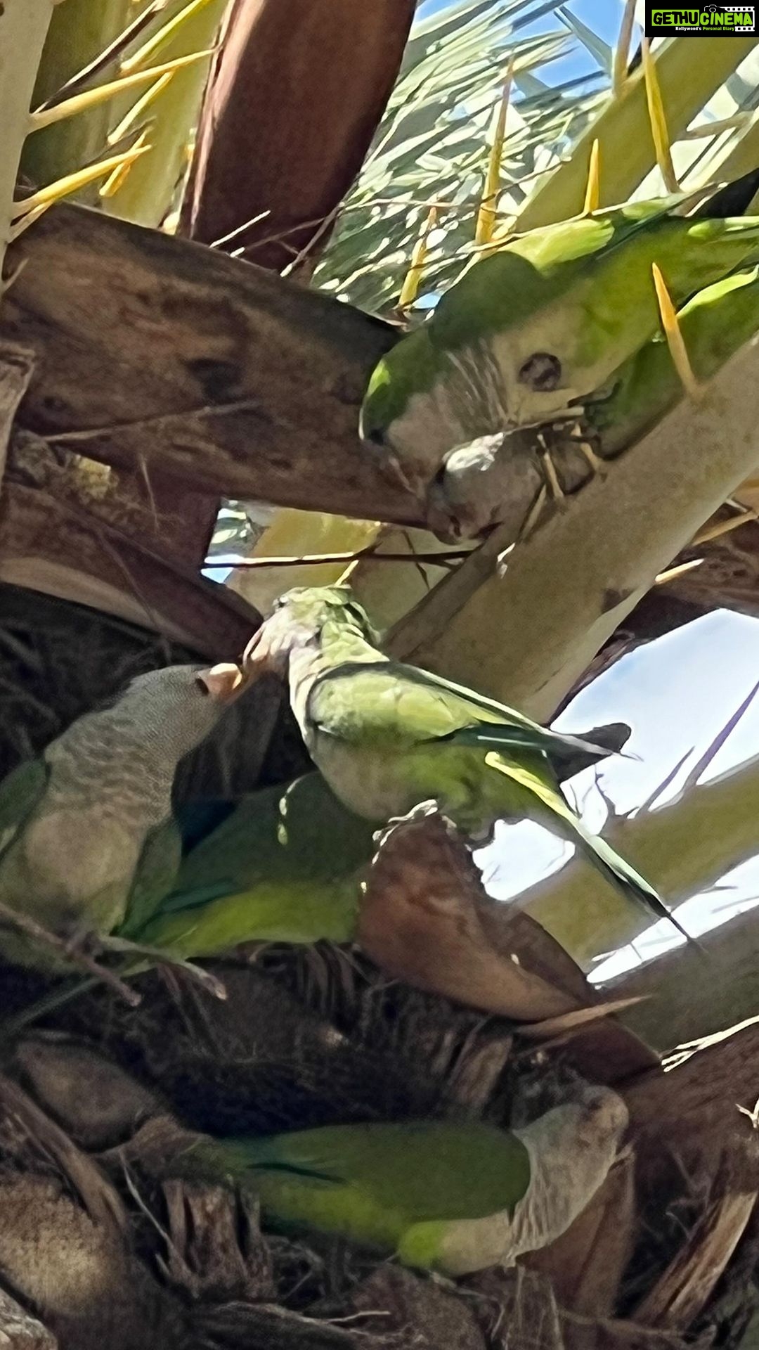 Tovino Thomas Instagram – Thallumala in Parrot 🦜 World !!! #parrots # ...