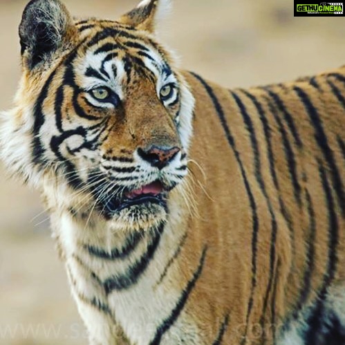 Upasana Kamineni Instagram – Machhli the celebrity tiger will be truly ...