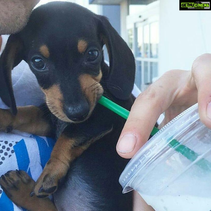 Tina Desai Instagram - The yummy wild boar pasta at #jamieoliver in ...