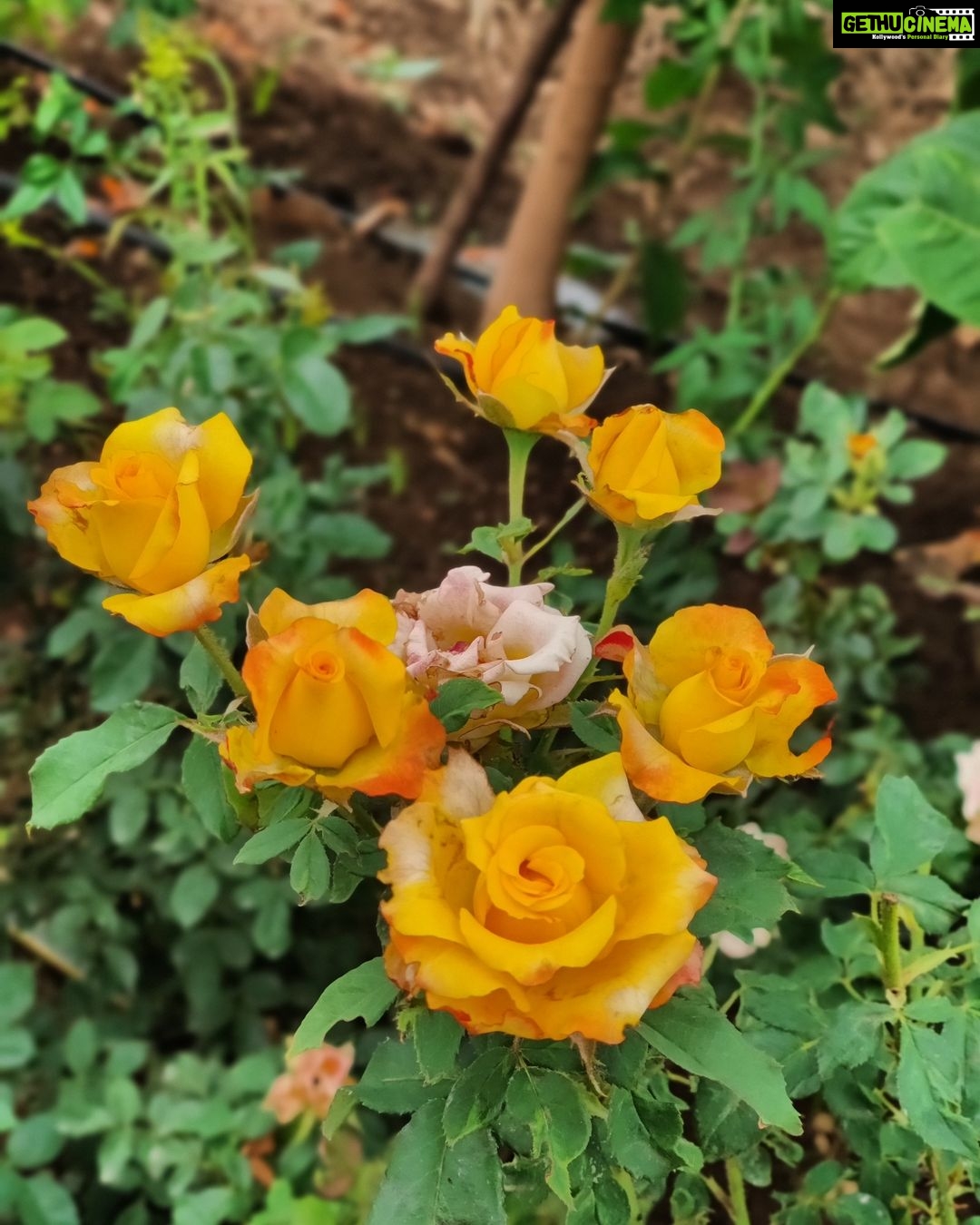 Singer Sunitha Upadrashta HD Photos and Wallpapers September 2021 ...