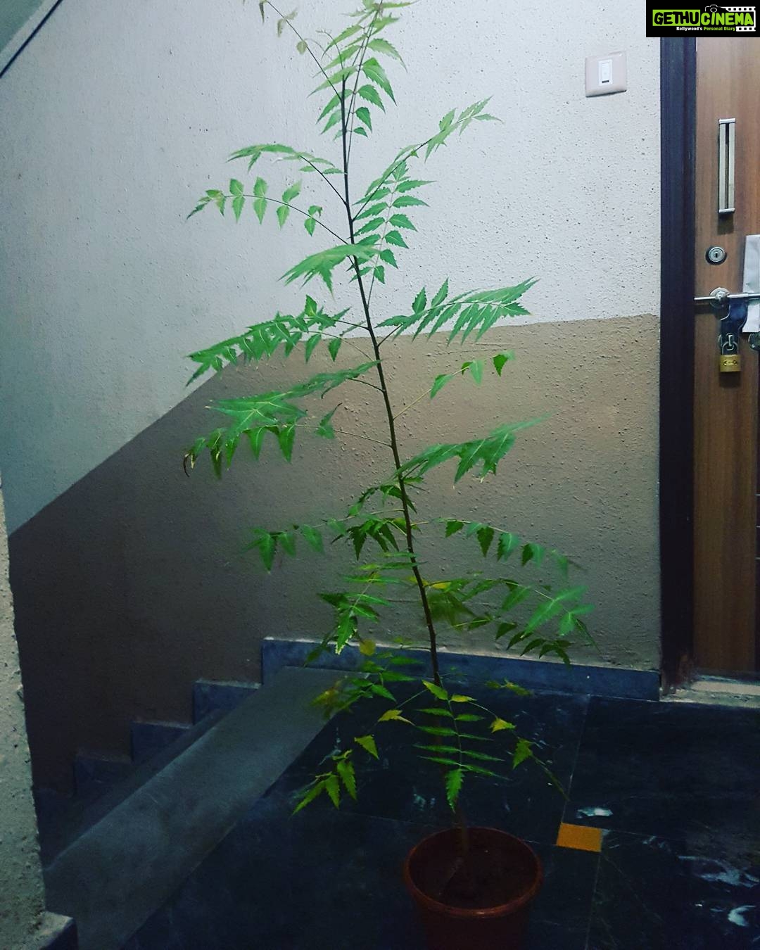 Sana Amin Sheikh Instagram – 🌳Planted this neem tree in my balcony when ...
