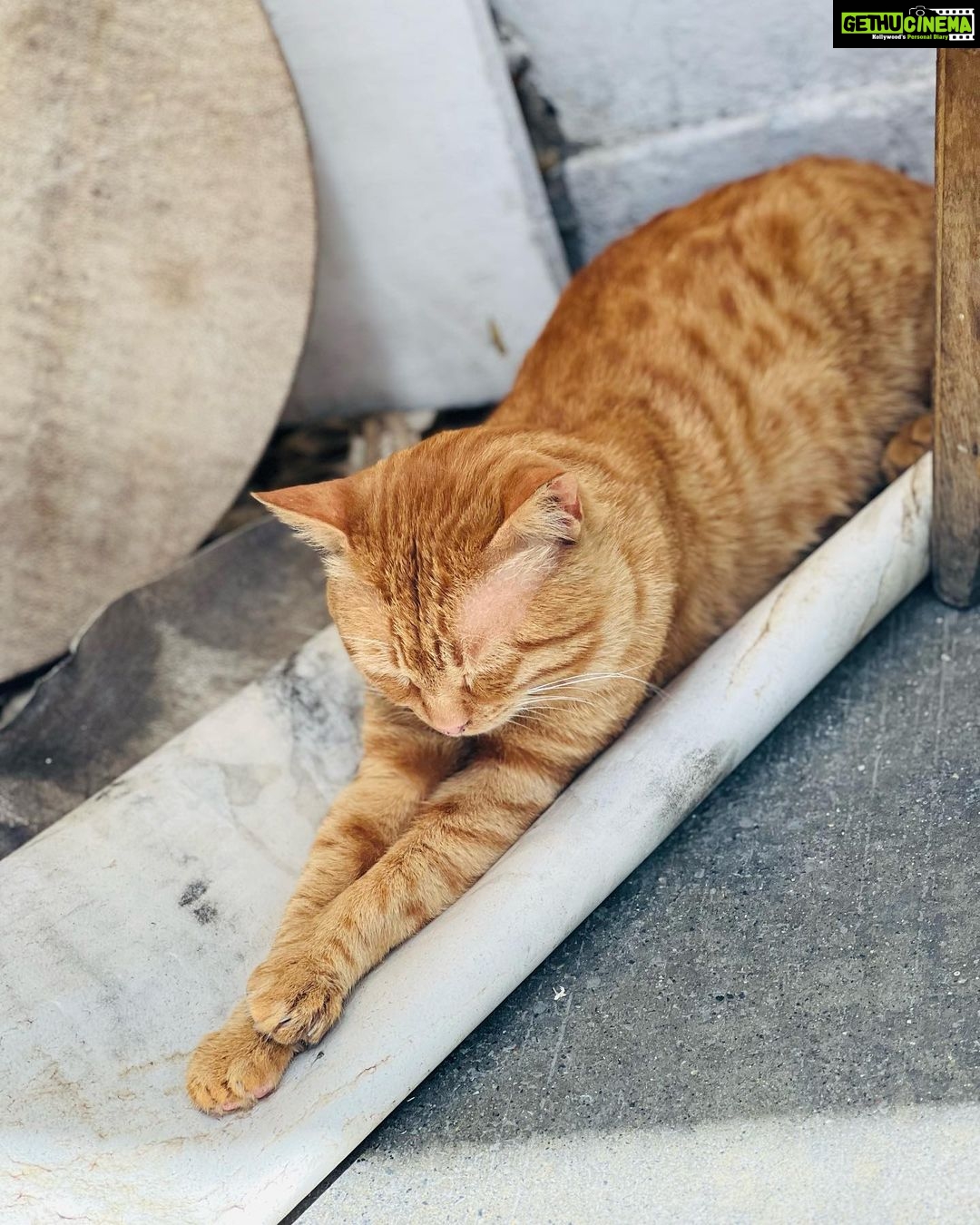 Sonalee Kulkarni Instagram – “Catstanbul” ~ the cats are the real ...