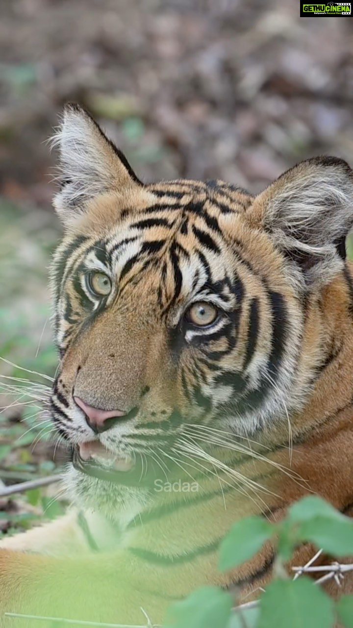 Sadha Instagram – On the occasion of International Tiger Day, that is ...