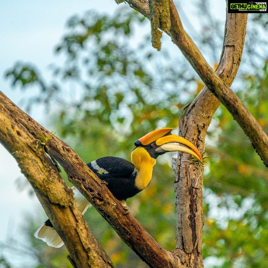 Gautami Instagram – Great Indian hornbills #birdlovers #birds_captures ...