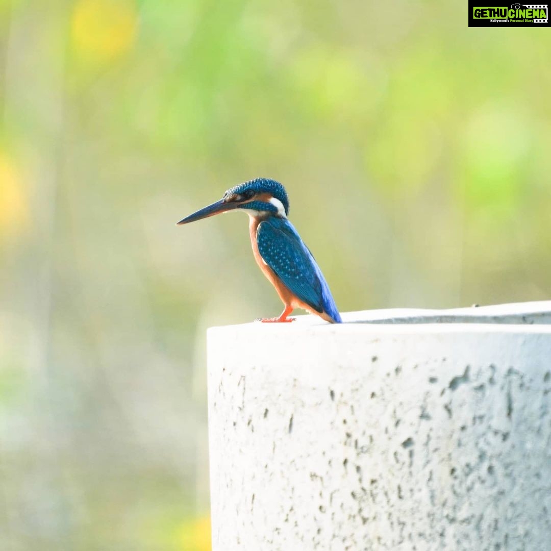Gautami Instagram – #birdphotographyindia #birds_captures # ...