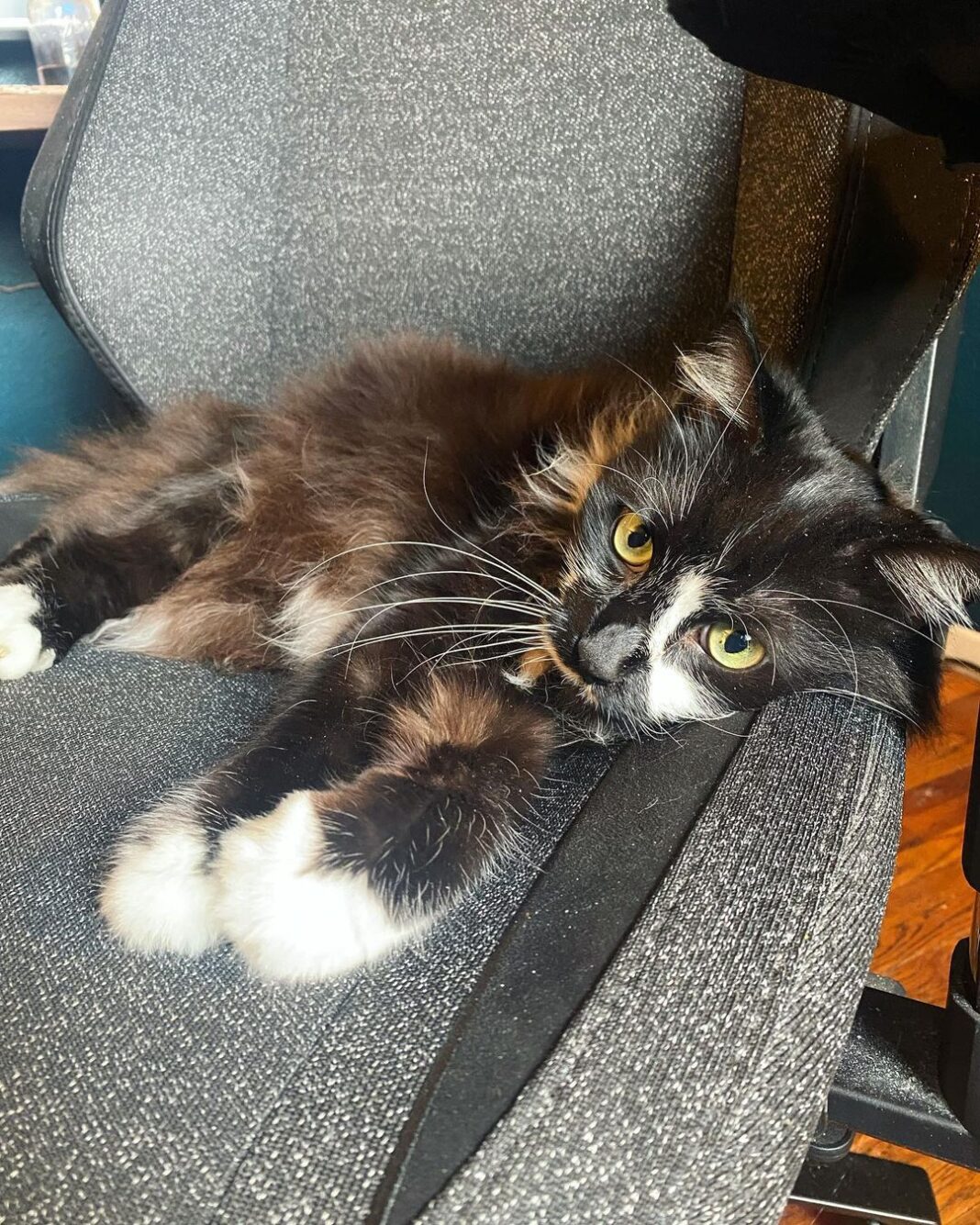 Actress Devin Lytle HD Photos and Wallpapers April 2023 | Gethu Cinema