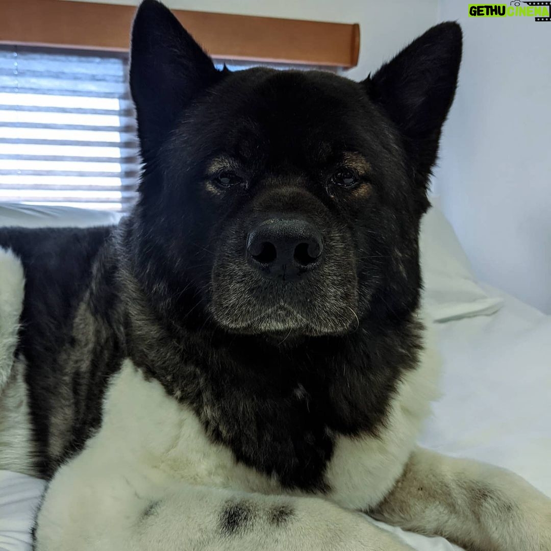 Henry Cavill Instagram – The incomparable Kal. Part dog, part bear ...