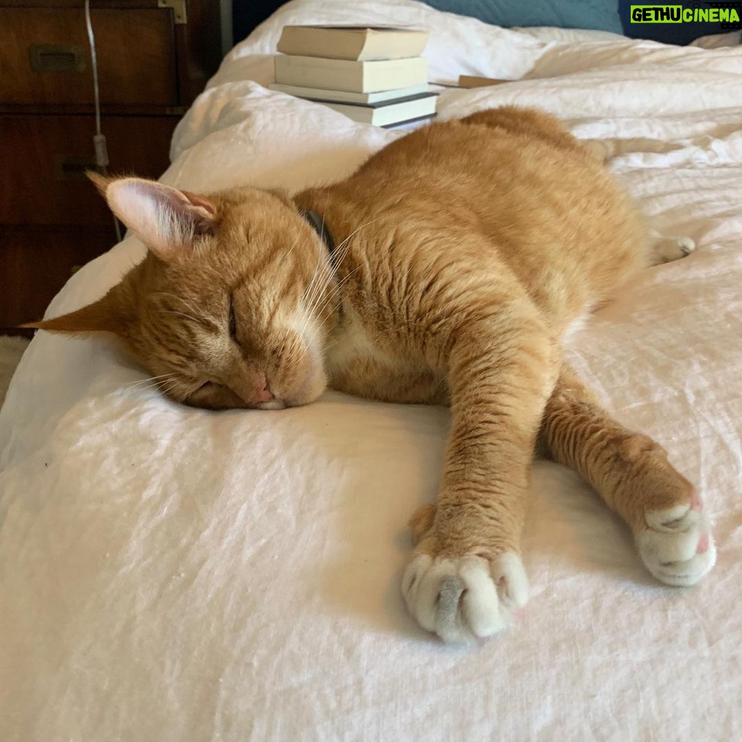 Bridget Regan Instagram – The best cat in the world is Henry | Gethu Cinema