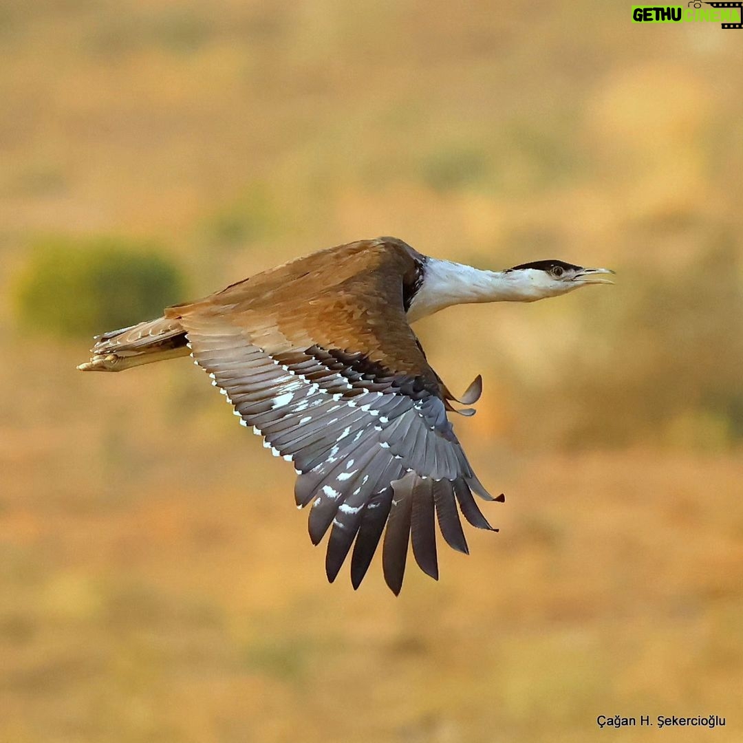 Çağan Şekercioğlu Instagram – It was a once-in-a-lifetime experience to ...