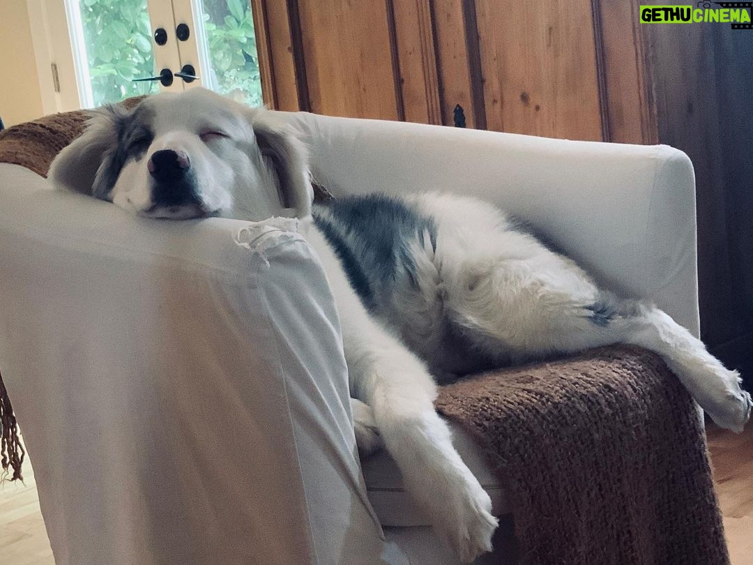 Jes Macallan Instagram – A serious case of the Mondayzzz. 💤 # ...