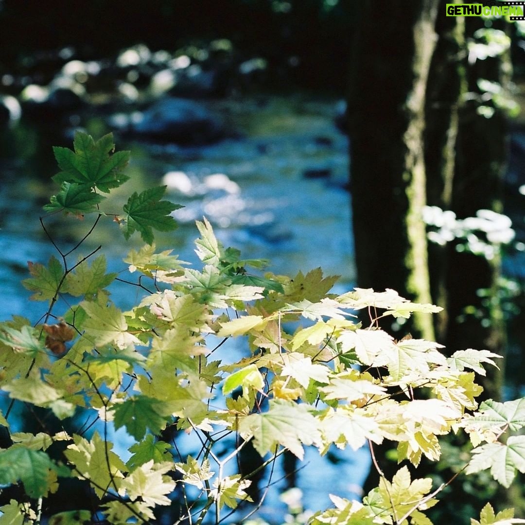 Linda Evans Instagram – The river running through my forest always ...