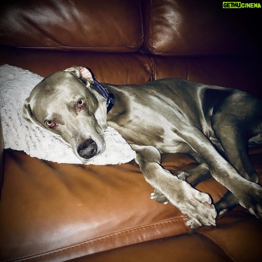 Actor Mark DeCarlo HD Photos and Wallpapers August 2020 | Gethu Cinema