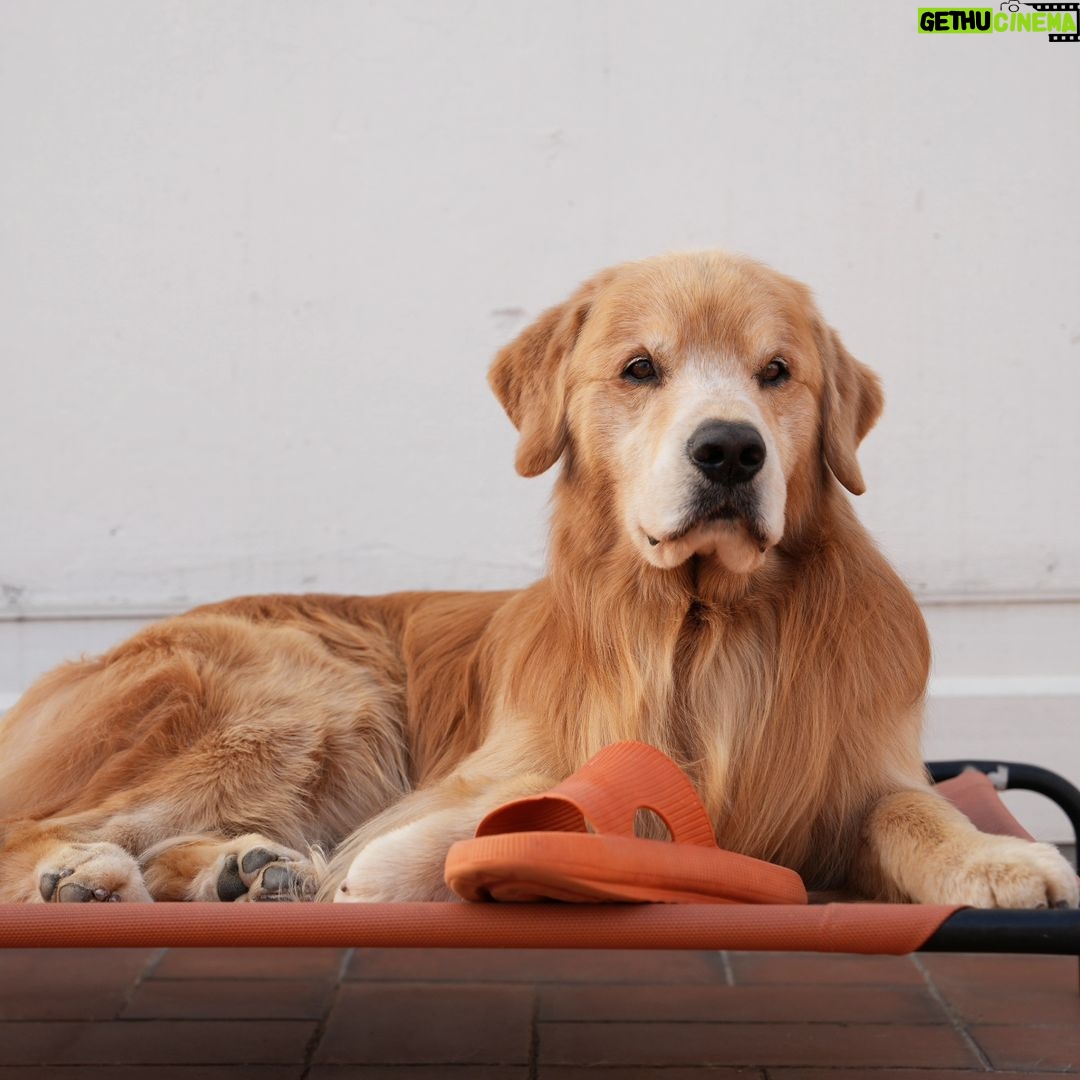 Moon Jeong-hee Instagram – #마누 #manu #cookie #쿠키 #손님 #홈살롱 #미용 #목욕 #인증샷 ...