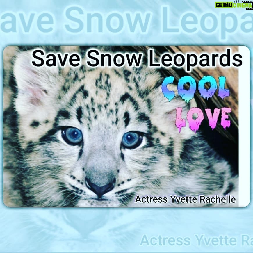 Yvette Rachelle Instagram – #Save the #SnowLeopard from #extinction ...