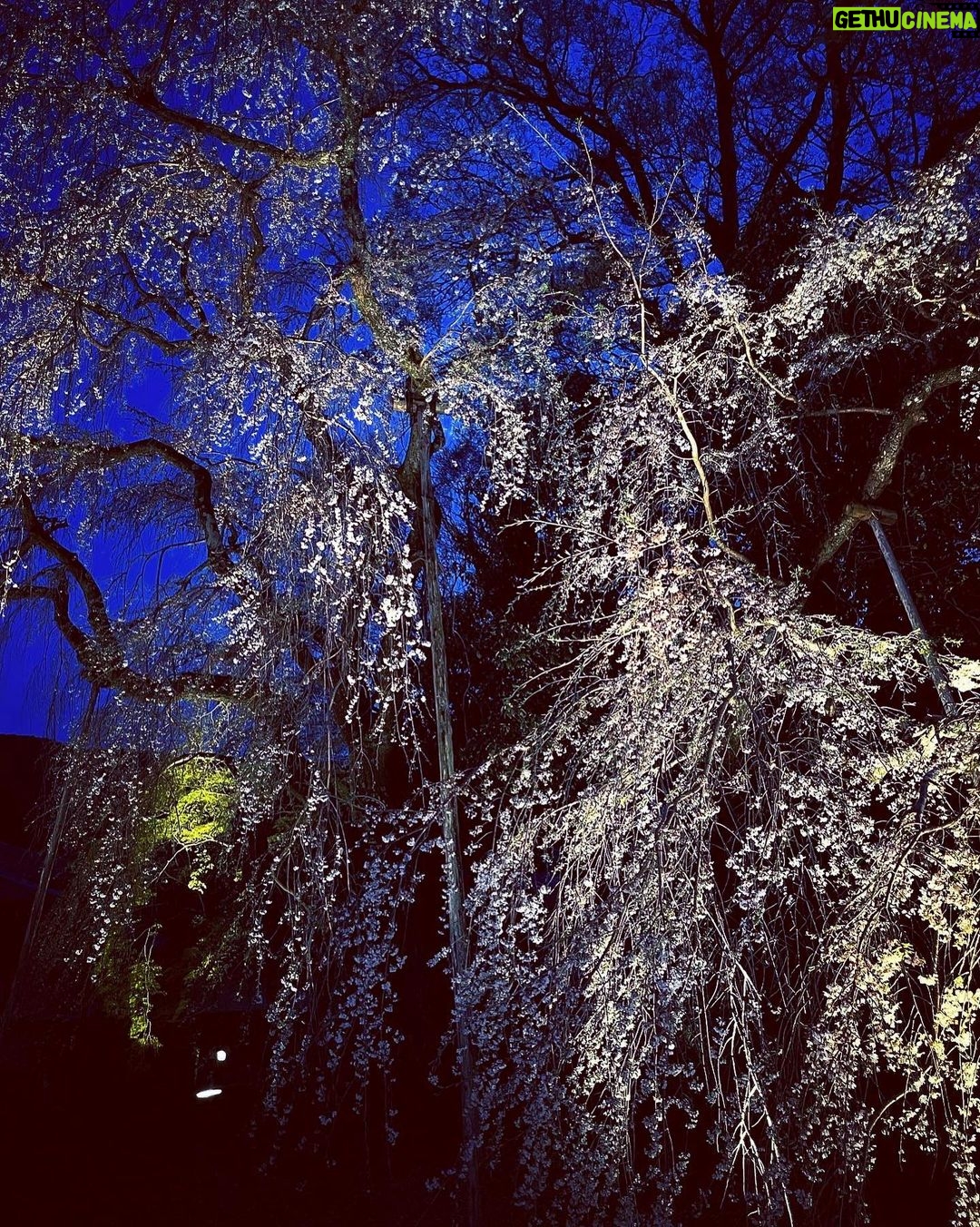 Anne Nakamura Instagram – Cartier in KYOTO 🌸 @cartier #cartierkyoto 醍醐寺 ...