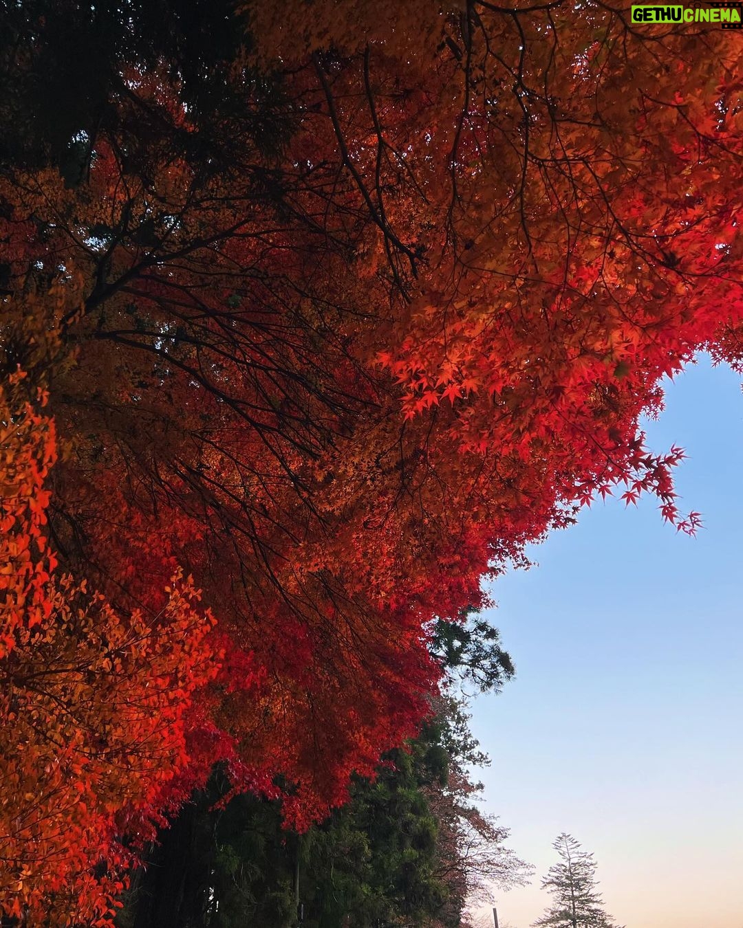 Anne Nakamura Instagram – 🍁🟥🍂 ️🦊 | Gethu Cinema