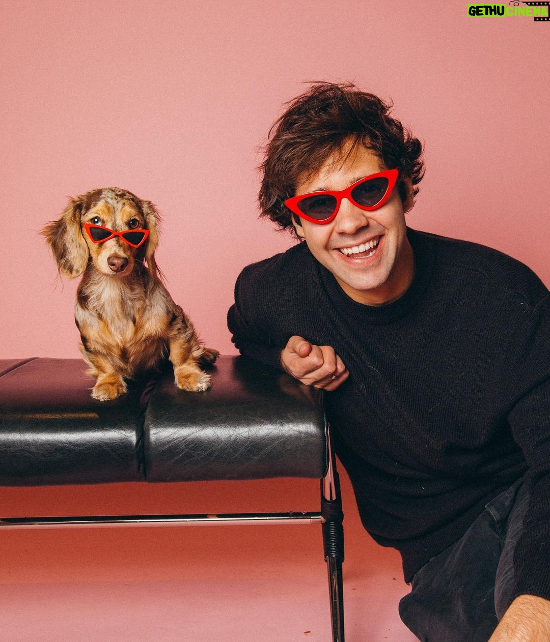 David Dobrik Instagram – My favorite tiktokers to collab with are dogs ...