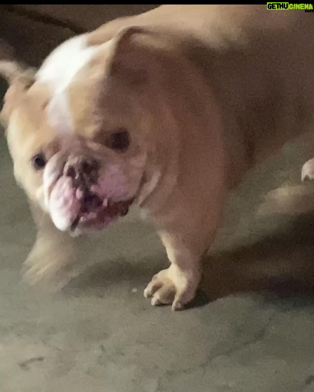 Dylan Sprouse Instagram – Just another Magnus appreciation post Dog Dog ...