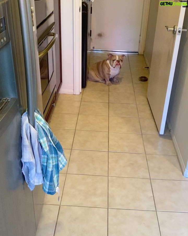 Dylan Sprouse Instagram – Just another Magnus appreciation post Dog Dog ...