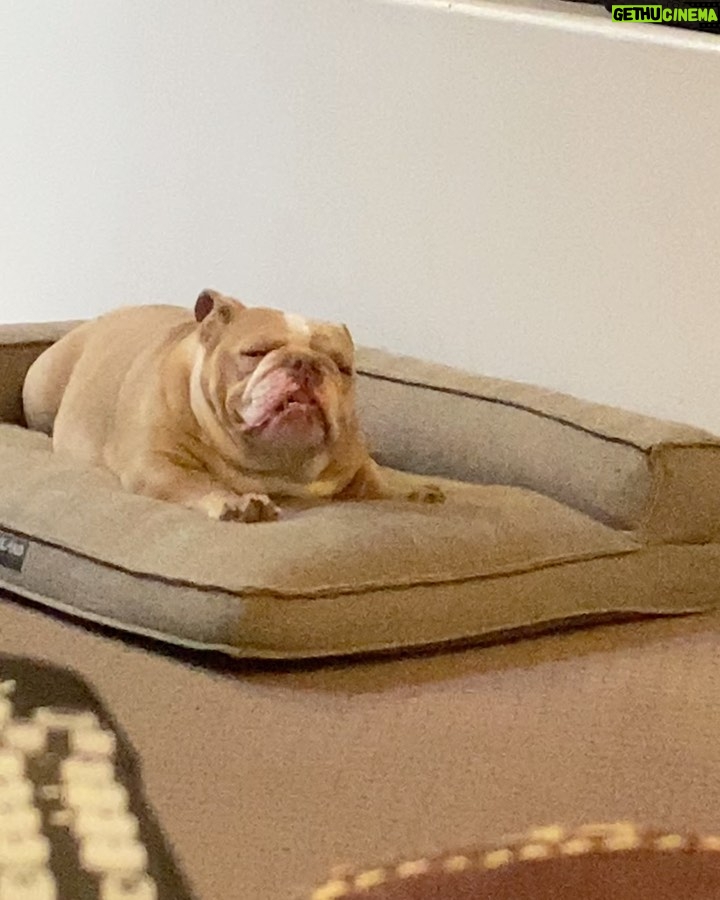 Dylan Sprouse Instagram – Just another Magnus appreciation post Dog Dog ...