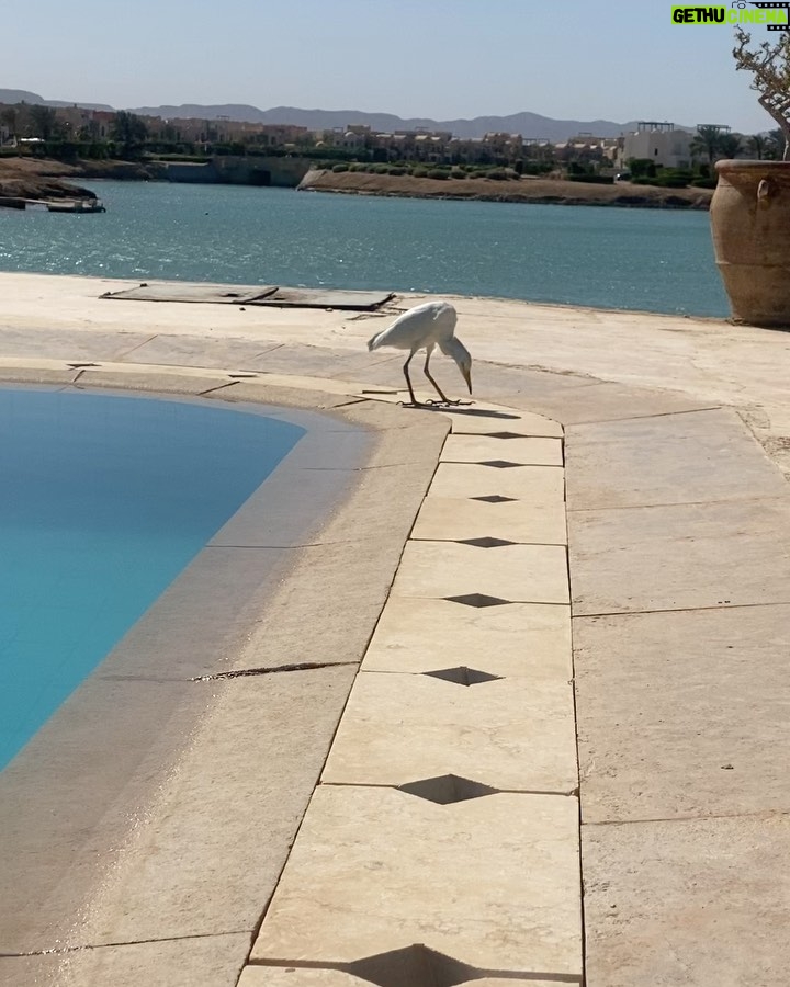 Actress Gamila Awad HD Instagram Photos and Wallpapers October 2023 ...