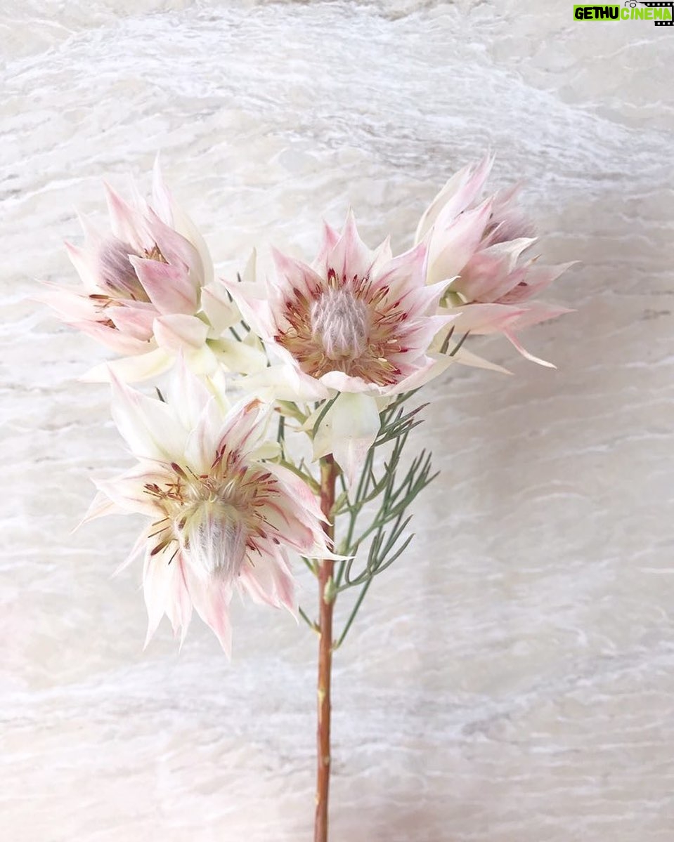 Kang Han-na Instagram – 가을 그리고 겨울의 신부를 위한 꽃 🌸 Wedding Flower with ...