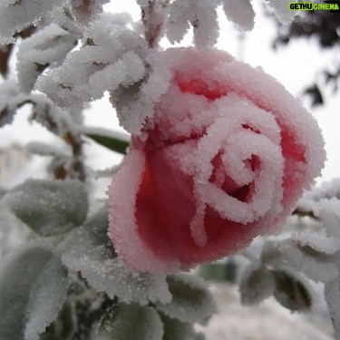 Kat Dennings Instagram – Frozen roses are about as good as it gets ...