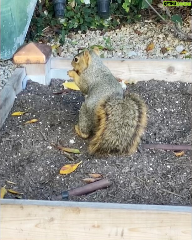 Kat Dennings Instagram – I caught this squirrel digging up my garden ...