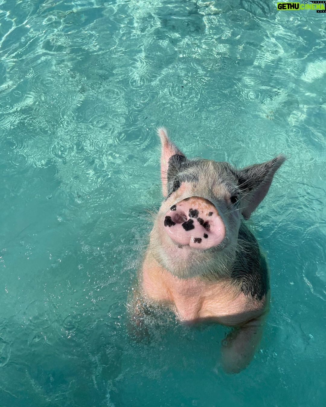 Kate Upton Instagram – Sometimes you gotta put some pigs in their place ...