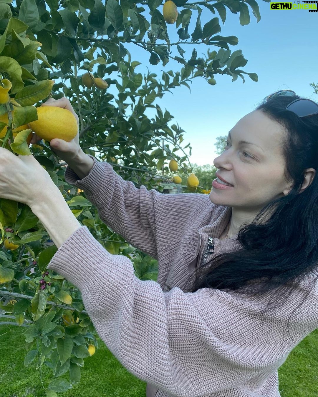Laura Prepon Instagram – I’ll miss picking fresh lemons for our meals ...