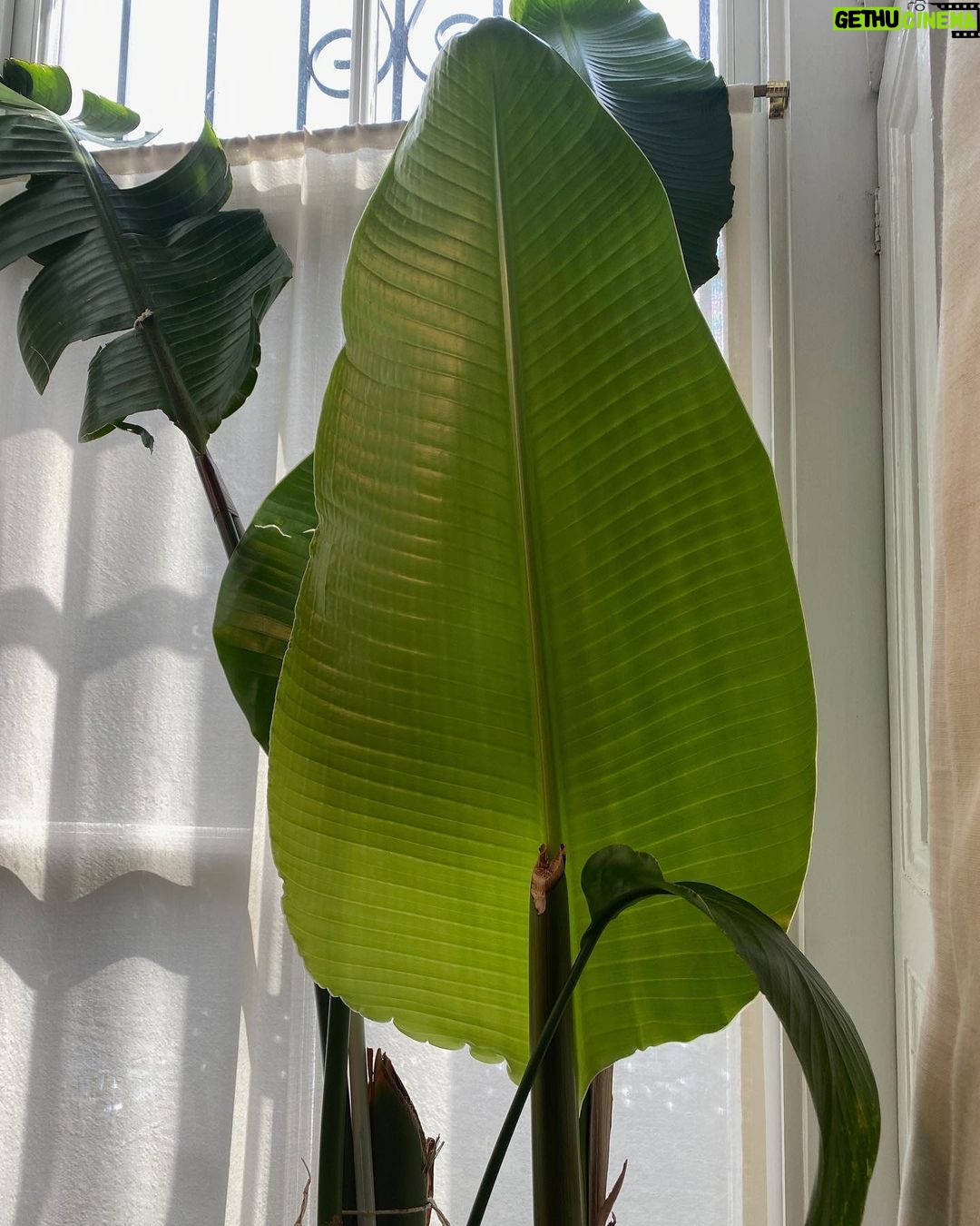 Laura Prepon Instagram – New growth! We are all excited about Plant’s ...