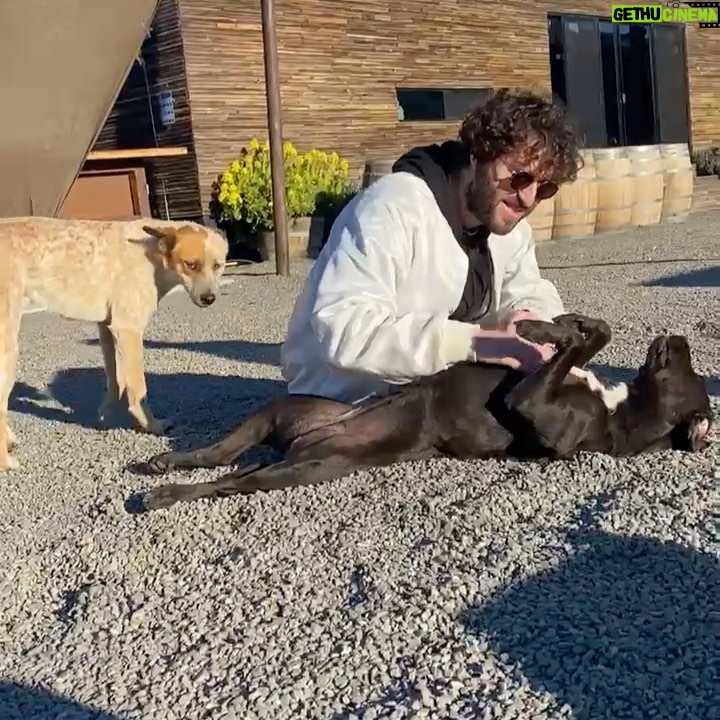 Lil Dicky Instagram – with the dogs! | Gethu Cinema