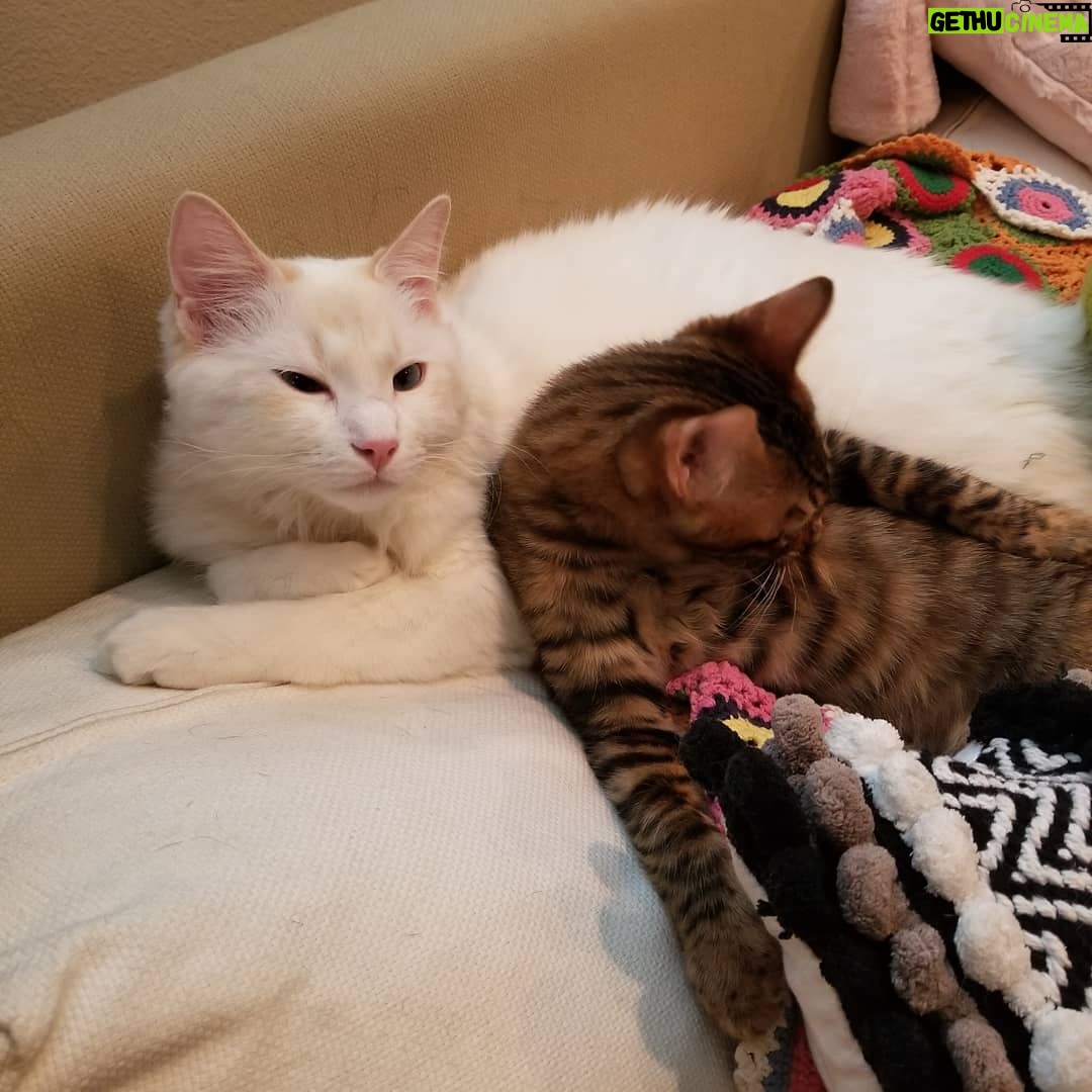 Macaulay Culkin Instagram – Kitty day! | Gethu Cinema