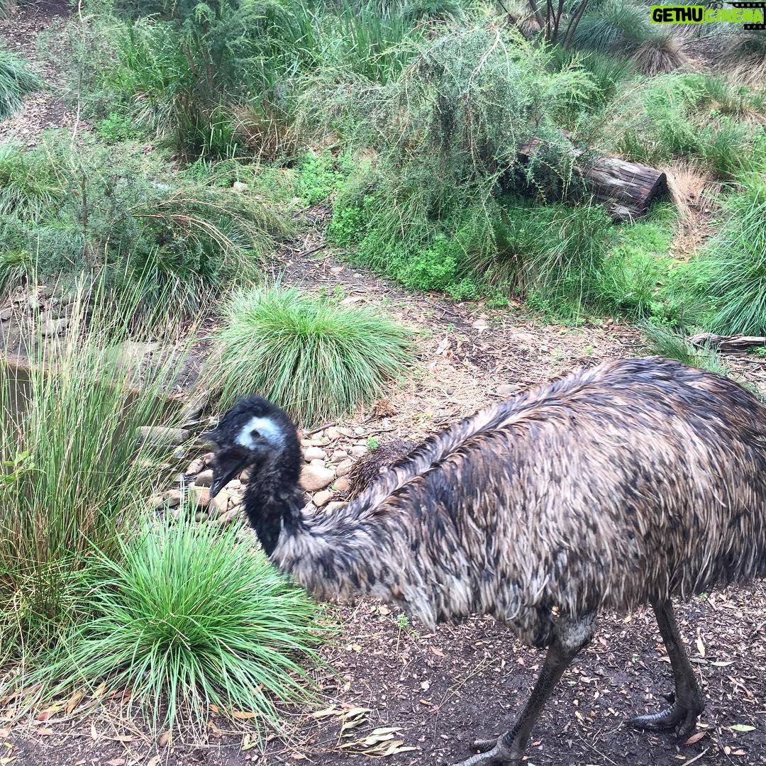 Nick Robinson Instagram – Finding emu. | Gethu Cinema