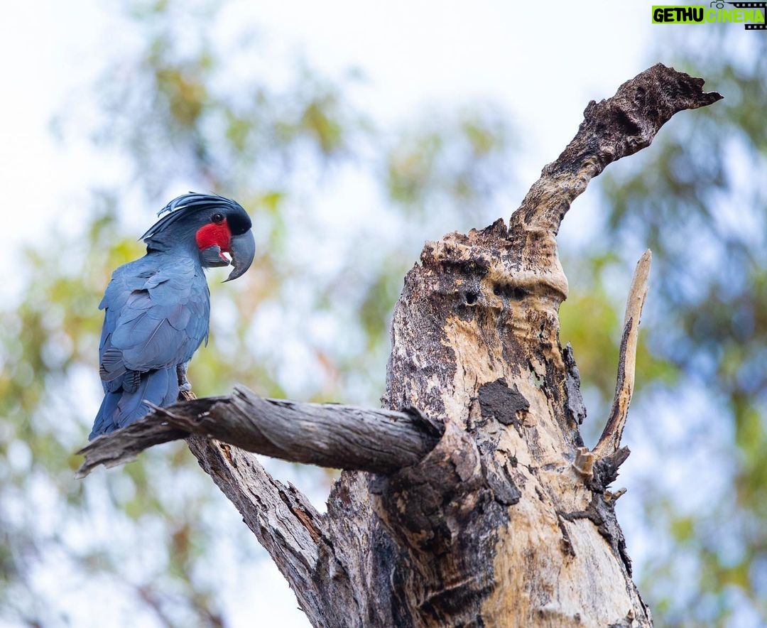 Robert Clarence Irwin Instagram – A rare and endangered palm cockatoo ...