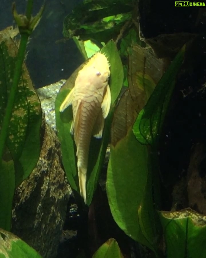 Ryan Higa Instagram – When you lose your brother and just gotta go suck ...