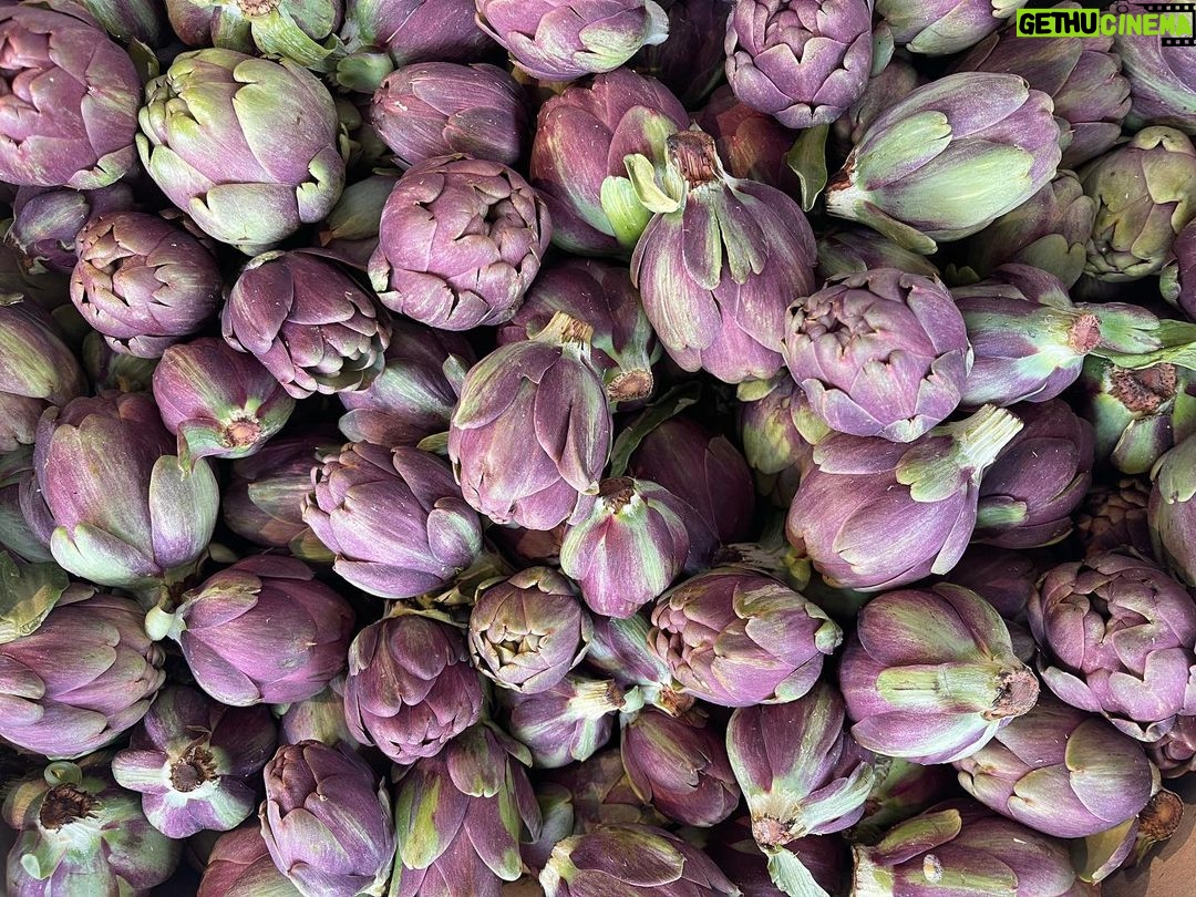 Stanley Tucci Instagram – Got some beautiful baby purple artichokes ...