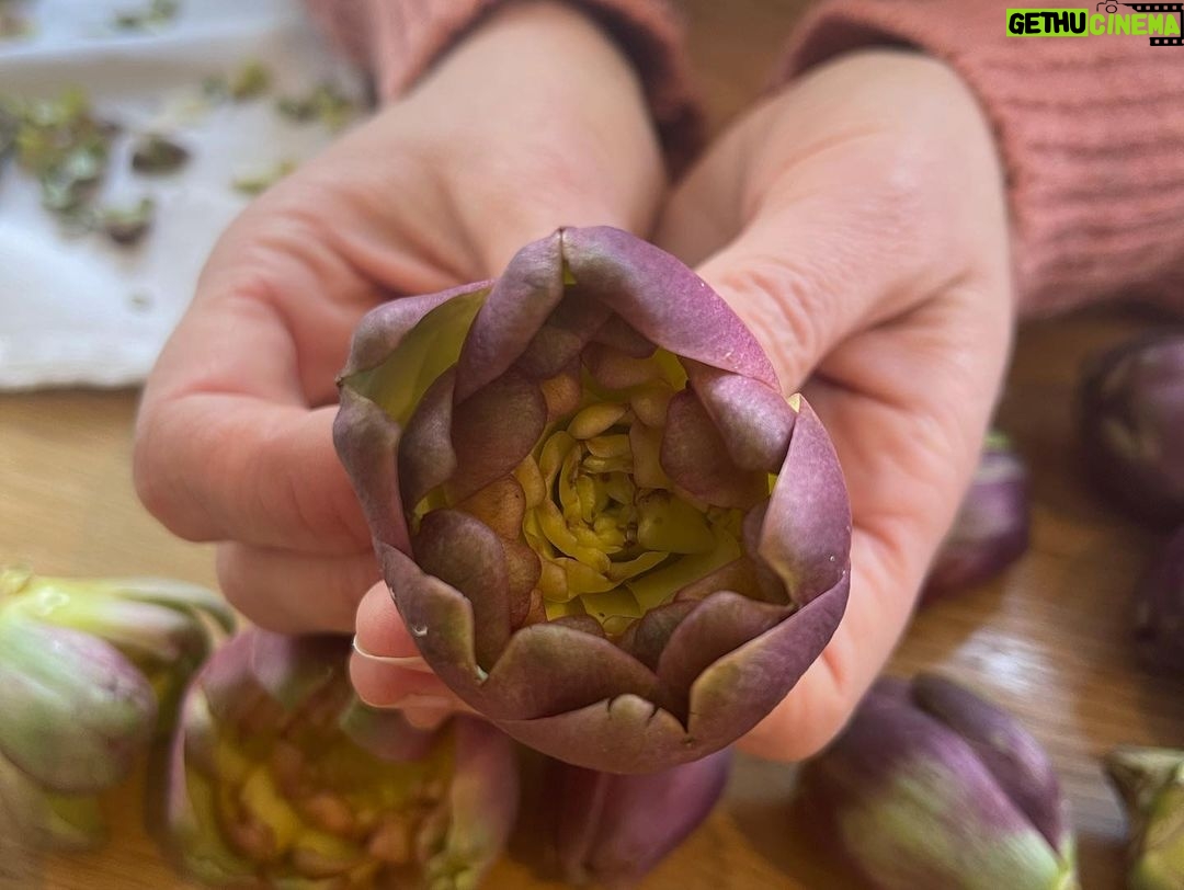 Stanley Tucci Instagram – Got some beautiful baby purple artichokes ...