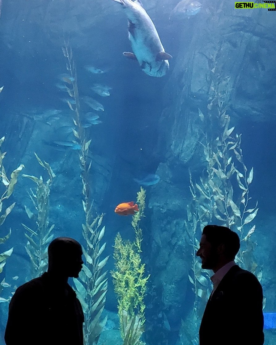 Tom Ellis Instagram – Something very Fishy is going on between the ...